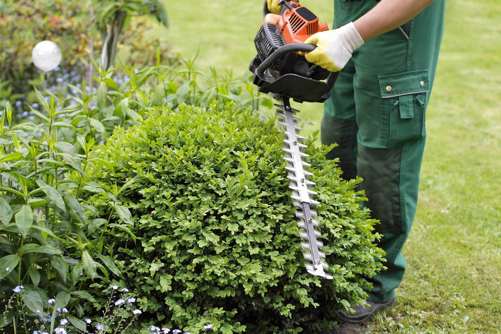 Tree Pruning & Hedge Cutting | Hewson Landscapes